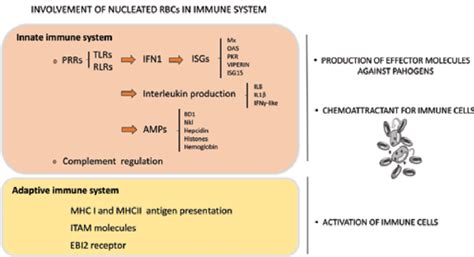 Schematic Representation Of The Suggested Roles Of Nucleated Rbcs In