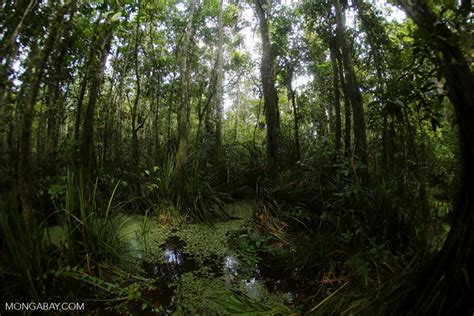 Jungle Swamp