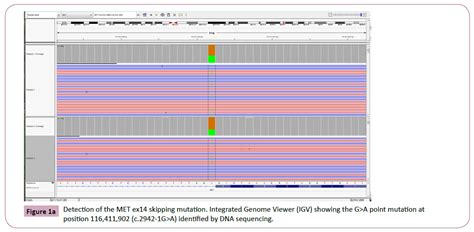 Met Exon 14 Skipping Mutation In Non Small Cell Lung Cancer Iden