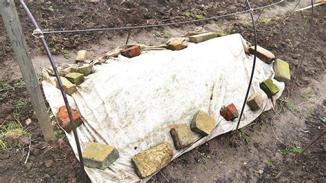 Уникальный способ защиты роз от морозов и оттепелей зимой Как защитить