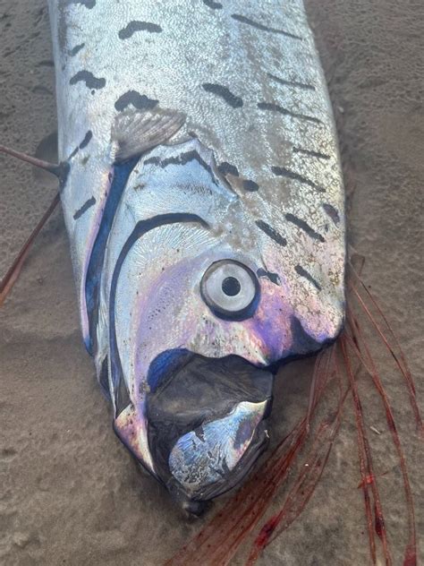 ‘very Rare Oarfish Washes Up On Beach Sparking Doomsday Fears ‘were