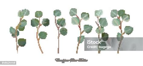 유칼립투스 실버 달러 단풍 자연 잎 수채화 스타일 모음 컬렉션에에서 열 대 나무 요소 분기 한다 벡터 장식 아름 다운 귀 엽 고 우아한 일러스트 디자인 장식 가을에 대한