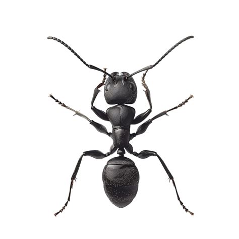 개미 사진 Png 일러스트 Psd 및 클립 아트에 대한 무료 다운로드 Pngtree