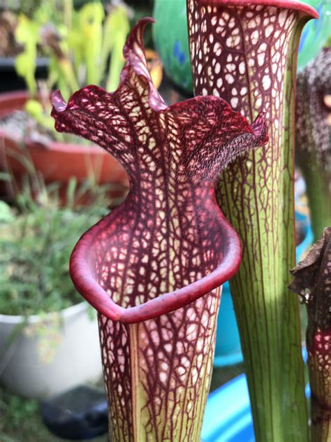 Sarracenia The Kracken Photos