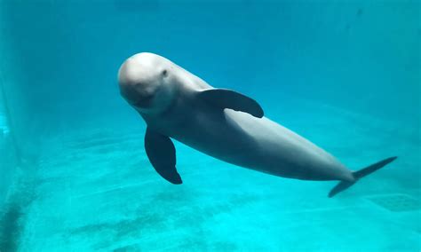 Finless Yangtze Porpioes