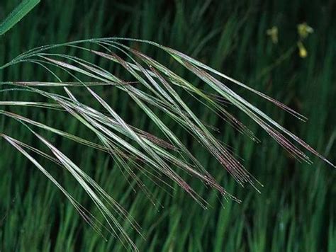 Bromus Diandrus Profile California Invasive Plant Council