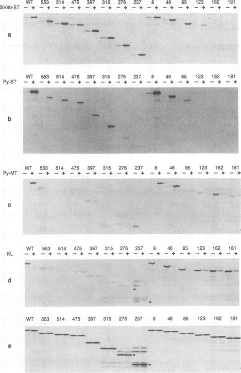 Complex Formation Of C And N Terminally Truncated Download Scientific