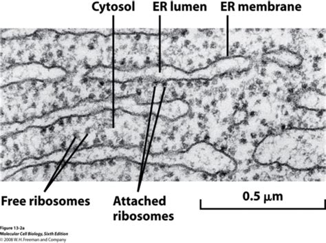 Exam Iii Translation I Ribosomal Structure And Initiation Mammalian Cell Flashcards Quizlet