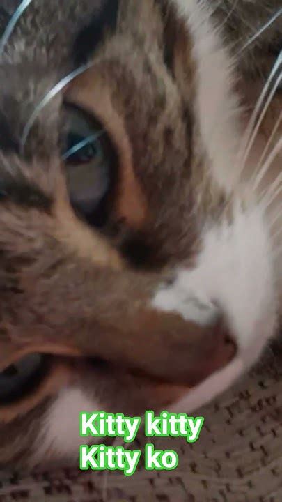 Kitty Kitty Youtube