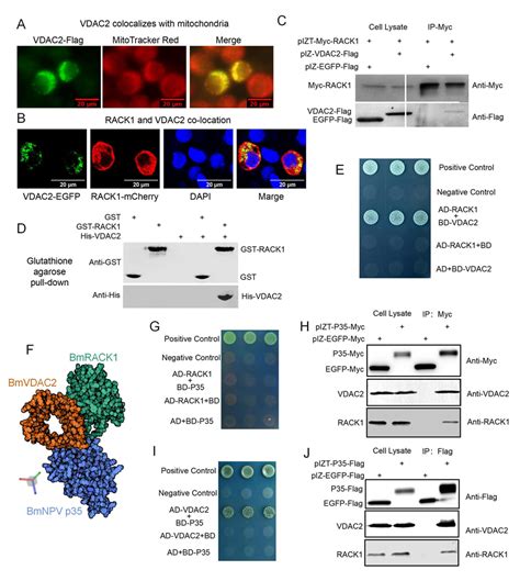 【高质量发展】《insect Biochemistry And Molecular Biology》刊发徐家萍教授团队在杆状病毒与家蚕互作方面的研究成果 安徽农业大学生命科学学院