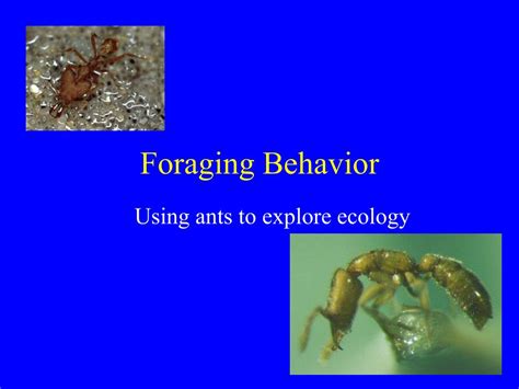 Ppt Foraging Behavior Powerpoint Presentation Free Download Id432774