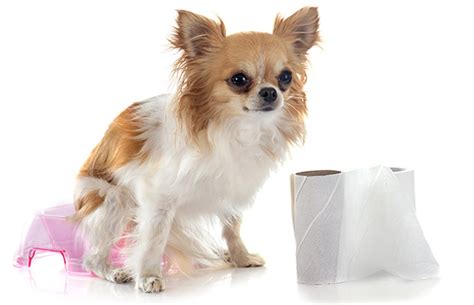 Whipworms In Dogs Your Complete Guide To Prevention Diagnosis And