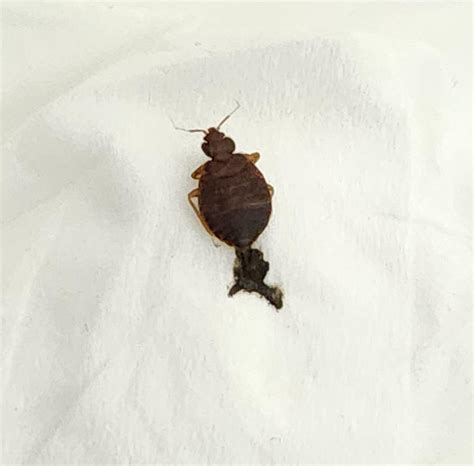 Identification Bedbug Or Roach Rbedbugs