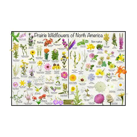 Prairie Wildflowers Of North America Flower Field Guide Poster Providing Picture