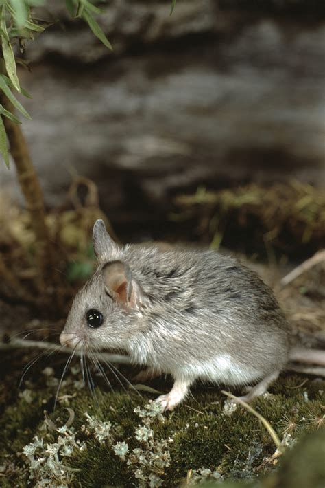 Northern Grasshopper Mouse Ndow