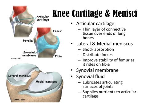 Ppt The Knee Powerpoint Presentation Free Download Id1942088