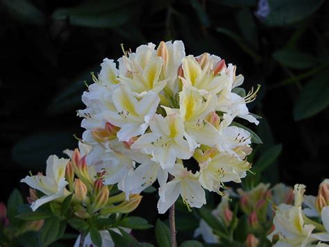 Rhododendron Azalea Deciduous And Japanese Azaleas