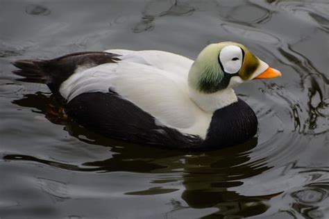 This Beautiful Spectacled Eider Duck Rsupermodelducks