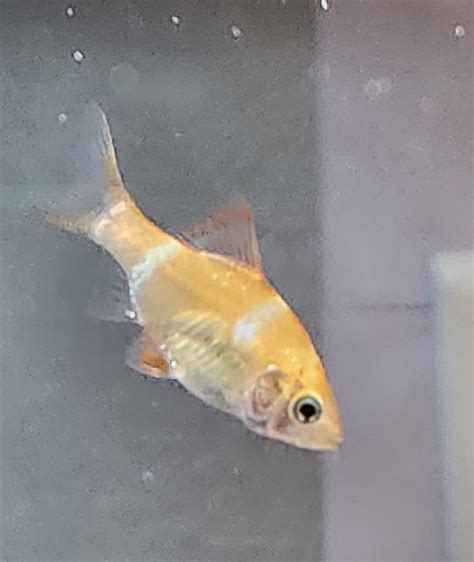Trying To Identify This Barb Rwhatisthisfish
