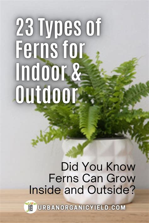 23 Types Of Ferns For Indoor And Outdoor Gardens Best Ferns For