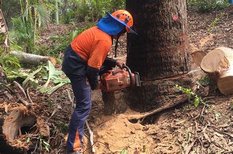Tree Removal Branch Creek Tree Services