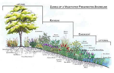 Bring Back The Buffer With Shoreline Gardening Piedmont Environmental Alliance