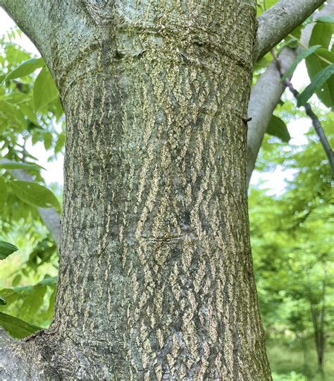 Butternut Cmp Tree Selection Tool