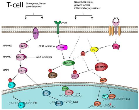 Cancers Free Full Text Ap 1 Transcription Factors As Regulators Of