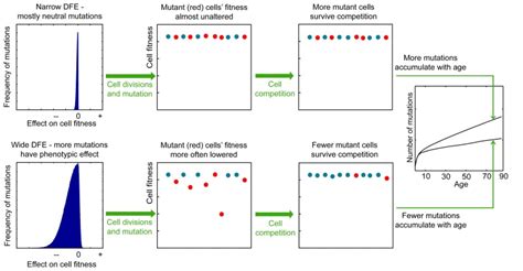 Stochastic Modeling Indicates That Aging And Somatic Evolution In The Hematopoietic System Are