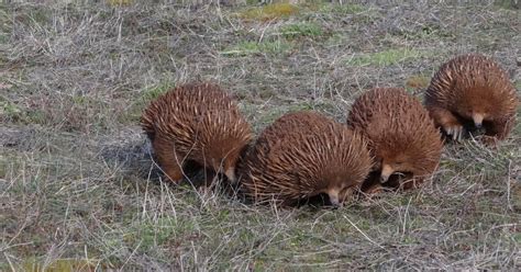 Mark Benjamin Kristy On Linkedin Delving Into The Dna Of Our Iconic Platypus And Echidna