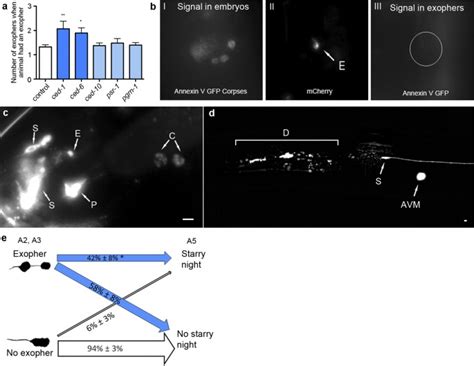 C Elegans Neurons Jettison Protein Aggregates And Mitochondria Under