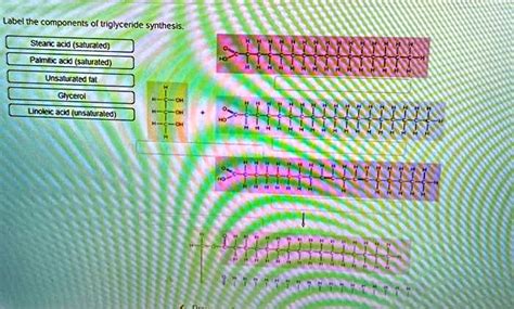 Solved Text Label The Components Of Triglyceride Synthesis Stearic