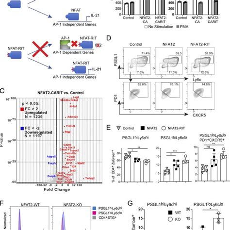 Ap 1 Independent Nfat Signaling Is Necessary For Tfh Cell Development Download Scientific