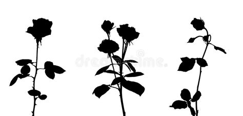 Roses Lying Down Stock Illustrations 22 Roses Lying Down Stock