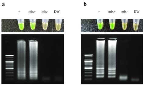 Species Specificity Of Loop Mediated Isothermal Amplification Lamp