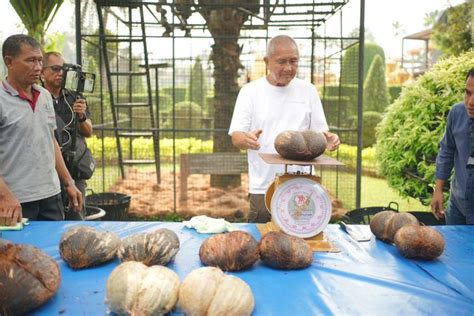 เคยเห็นกันไหม มะพร้าวทะเลลูกละ 2 แสน ที่สวนนงนุชพัทยา