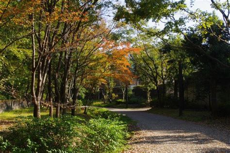【外出プログラム】1117 秋の緑道散策【こころ野】 特定非営利活動法人 都筑ハーベストの会