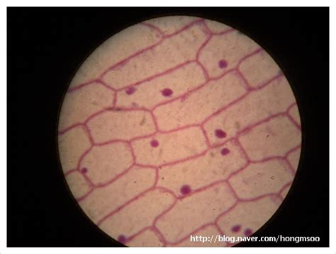 현미경 관찰 양파표피세포 물벼룩 글자 네이버 블로그