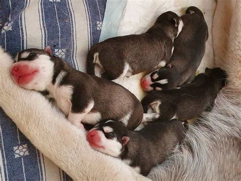 Züchter Im Vdh Iris Kammerer Die Offizielle Website Für Vdh Welpen