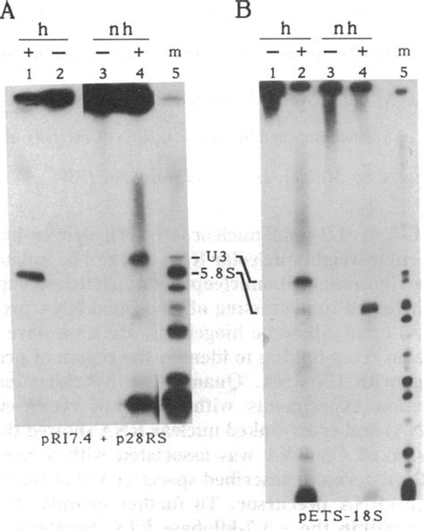 Hybridization Selectiondepletion With Rdna Clones Upper Ecori