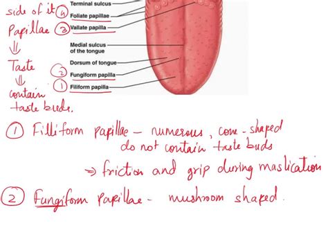 Shape Papillae