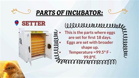 Incubation And Brooding Livestock And Poultry Management Ppt