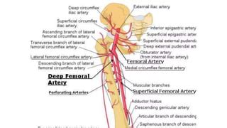 Common Iliac Artery Anatomy Pptx