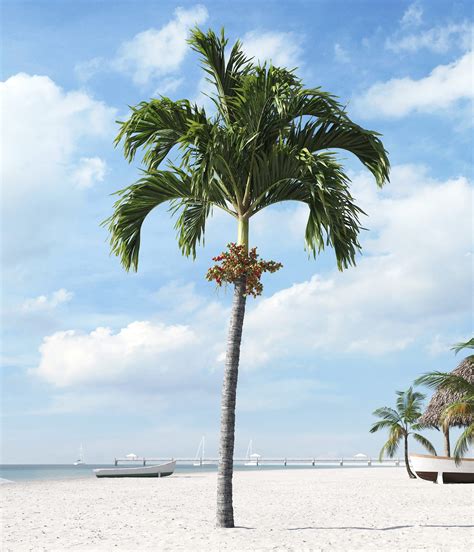 Palm Trees Archmodels Vol 201 Evermotion