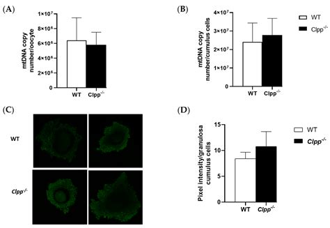 Mitochondrial Stress Response Gene Clpp Is Not Required For Granulosa Cell Function