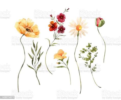 꽃 요소와 식물 수채화 그림의 집합 청첩장 기념일 생일 카드 축하의 디자인을 위해 수채화에 대한 스톡 벡터 아트 및 기타 이미지 Istock