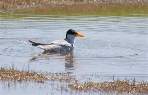 Indian River Tern Or Just River Tern Sterna Aurantia At Fresh Water