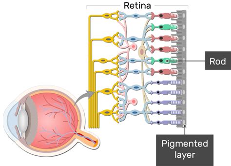 Retina Layers And Diagram Getbodysmart