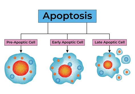 Apoptosis Regulation Vector Art Icons And Graphics For Free Download