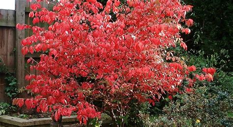 16 Perennials With The Most Colorful Fall Foliage The Garden Magazine